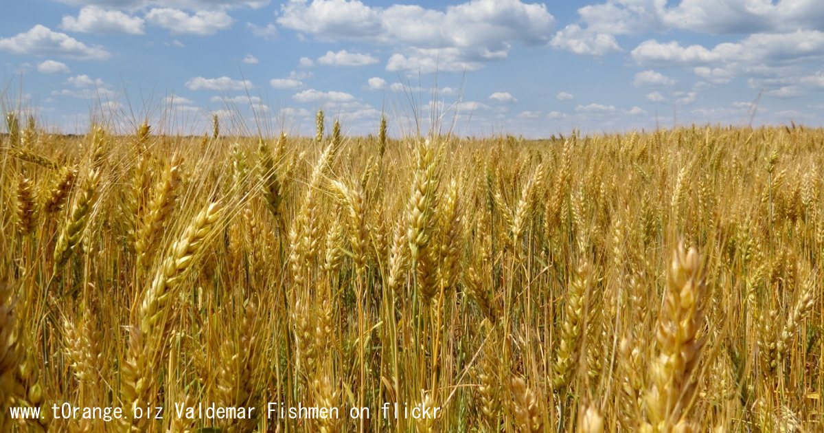 VOAリスニング：news 230717_08pm ― ロシア、穀物取引の延長を停止 | ナラボー・プレス